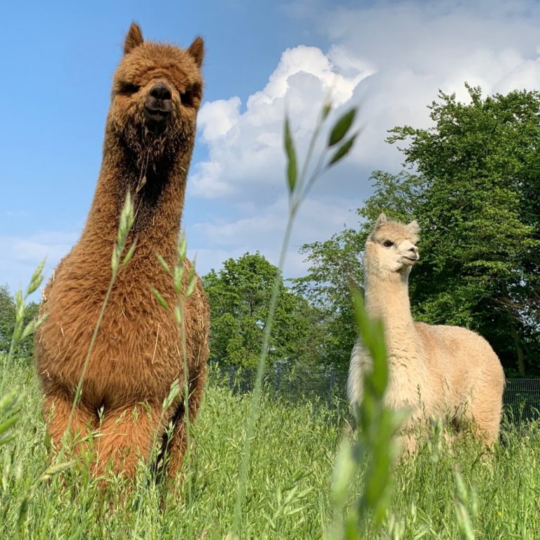 Alpaca – Feldmark Alpaca